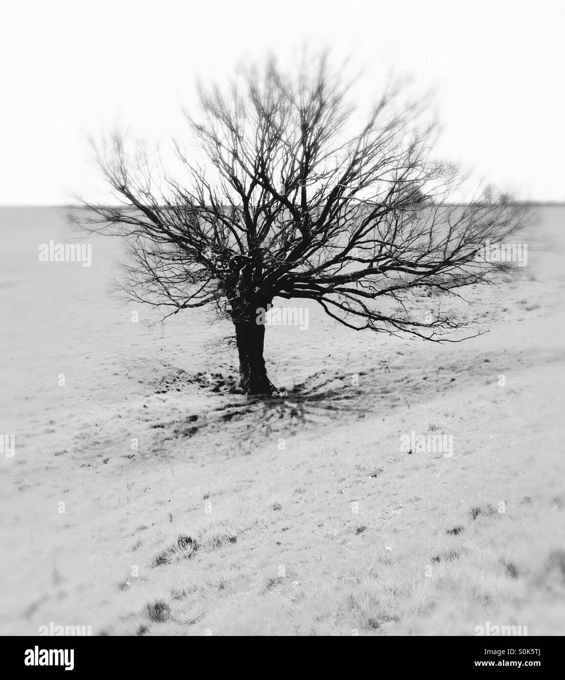 Death tree Black and White Stock Photos & Images - Alamy