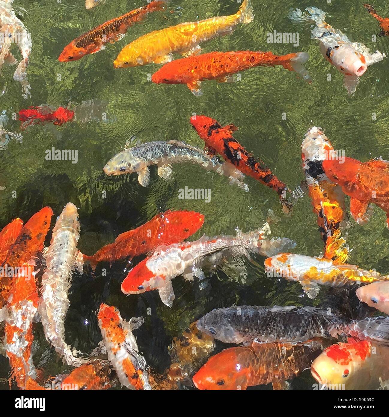 Swimming koi hi-res stock photography and images - Alamy