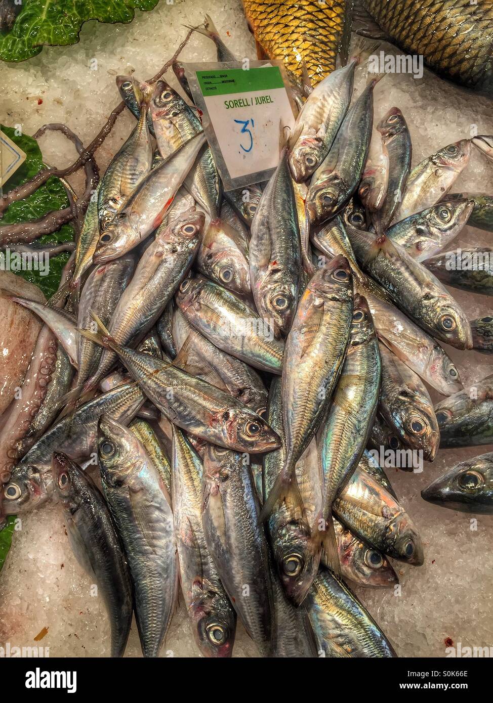 Jurel fish hi-res stock photography and images - Alamy