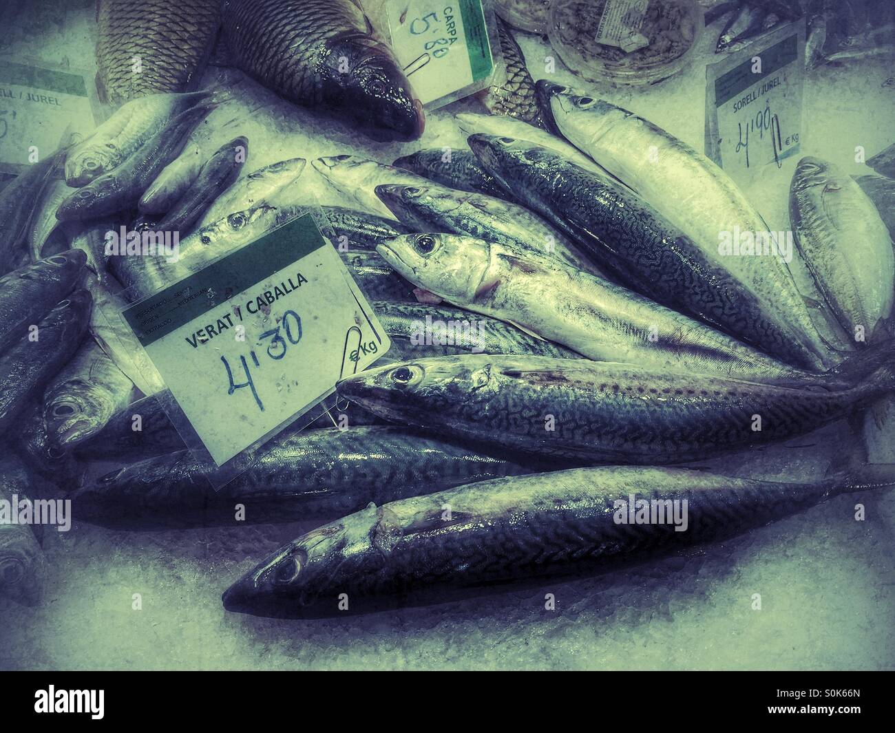 Mackerel, fish market , fishmonger, fresh fish, Barcelona,Spain Stock ...
