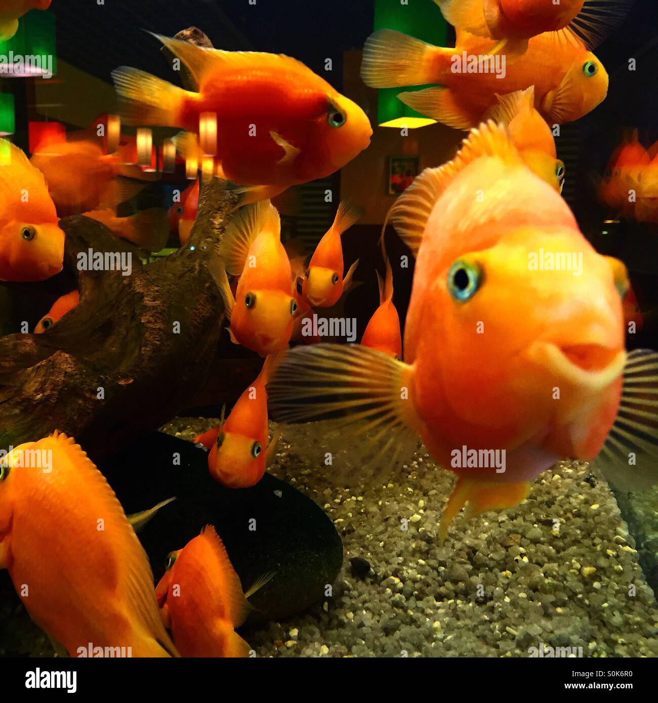 a lot of gold fishes in aquarium Stock Photo - Alamy