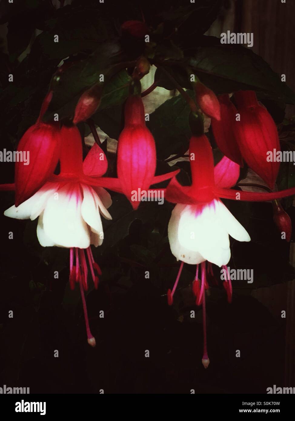 Fuchsia red white hi-res stock photography and images - Alamy