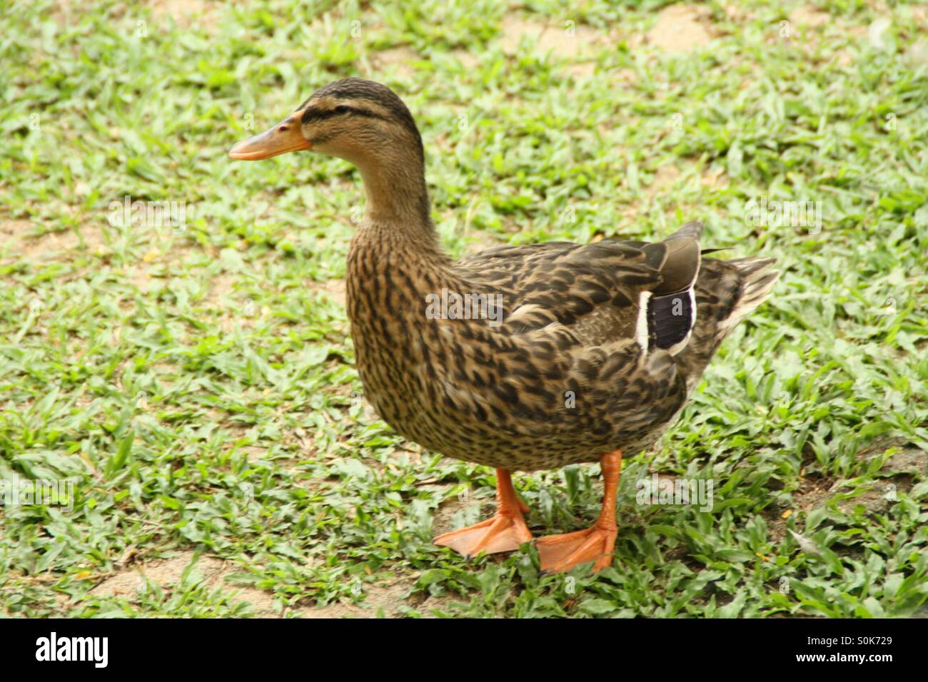 Duck hanging hi-res stock photography and images - Alamy