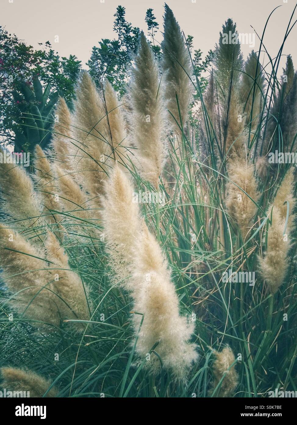Blowing weeds hi-res stock photography and images - Alamy