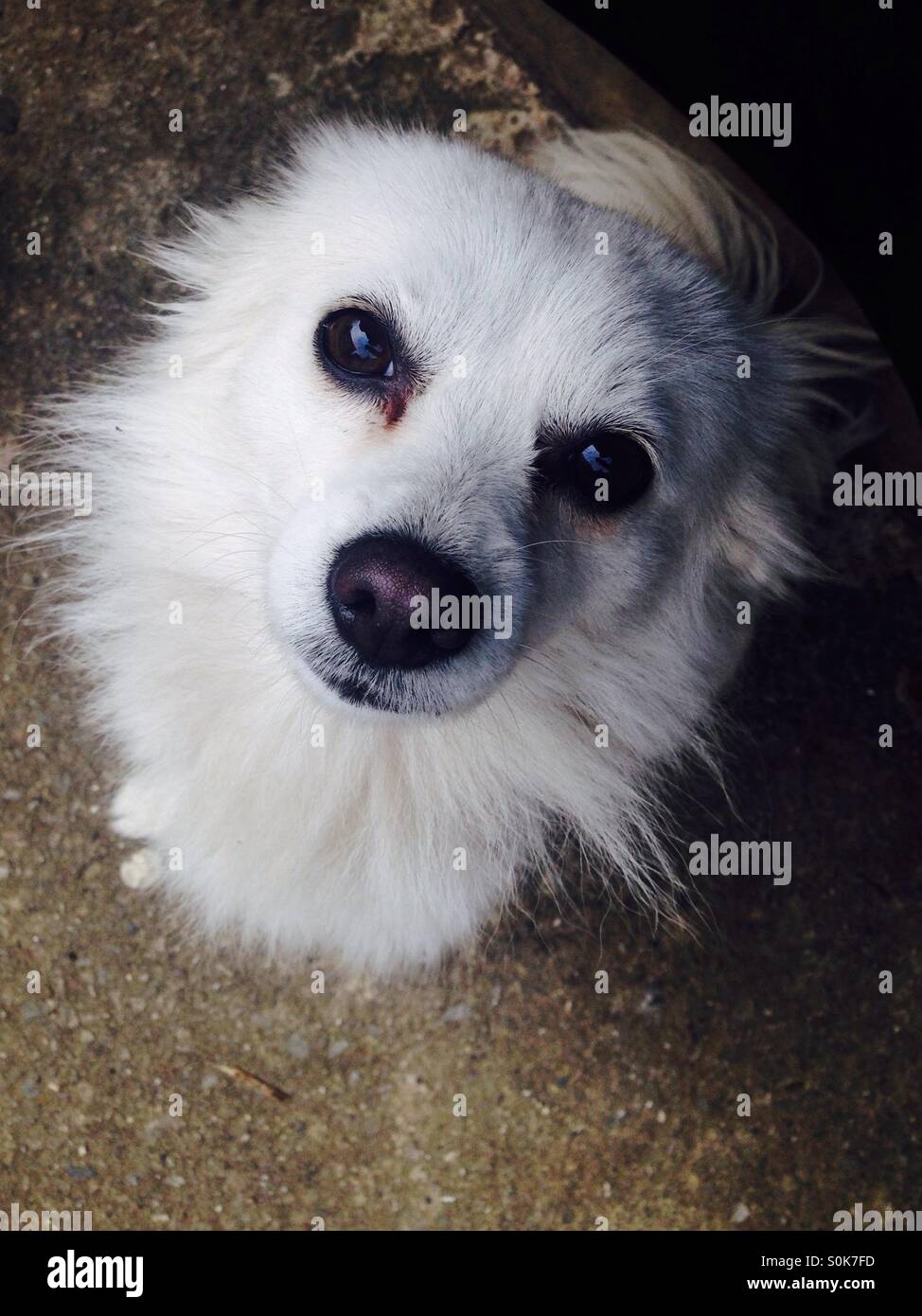 Foxy dog hi-res stock photography and images - Alamy