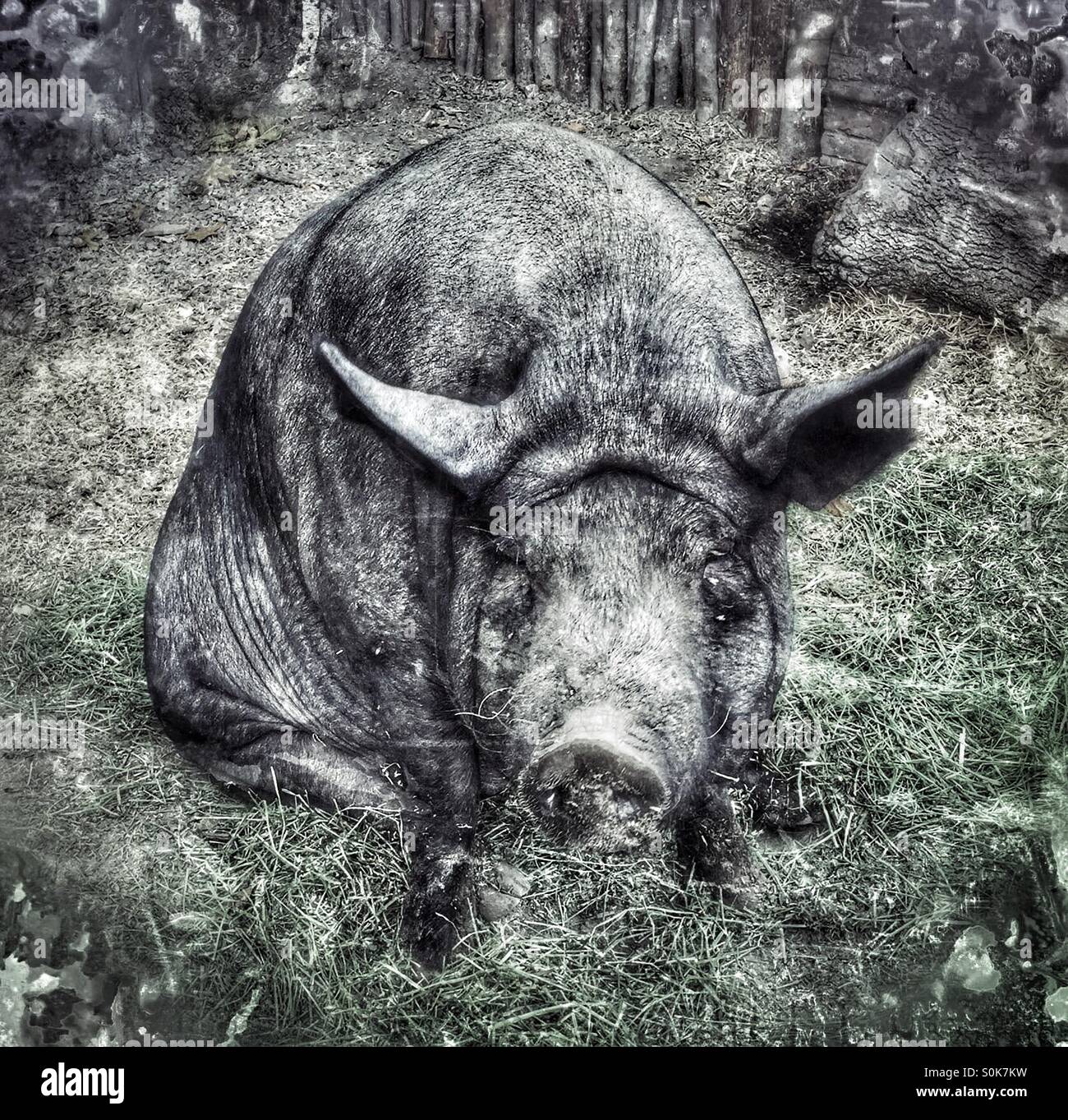 Swine pig hi-res stock photography and images - Alamy