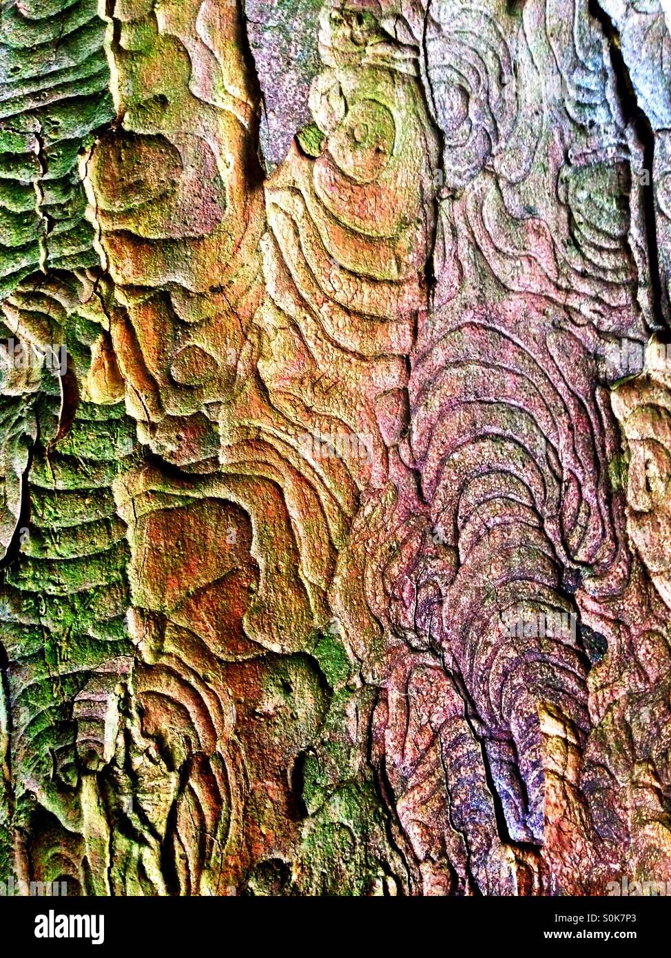 Sycamore Wood Texture High Resolution Stock Photography and Images - Alamy