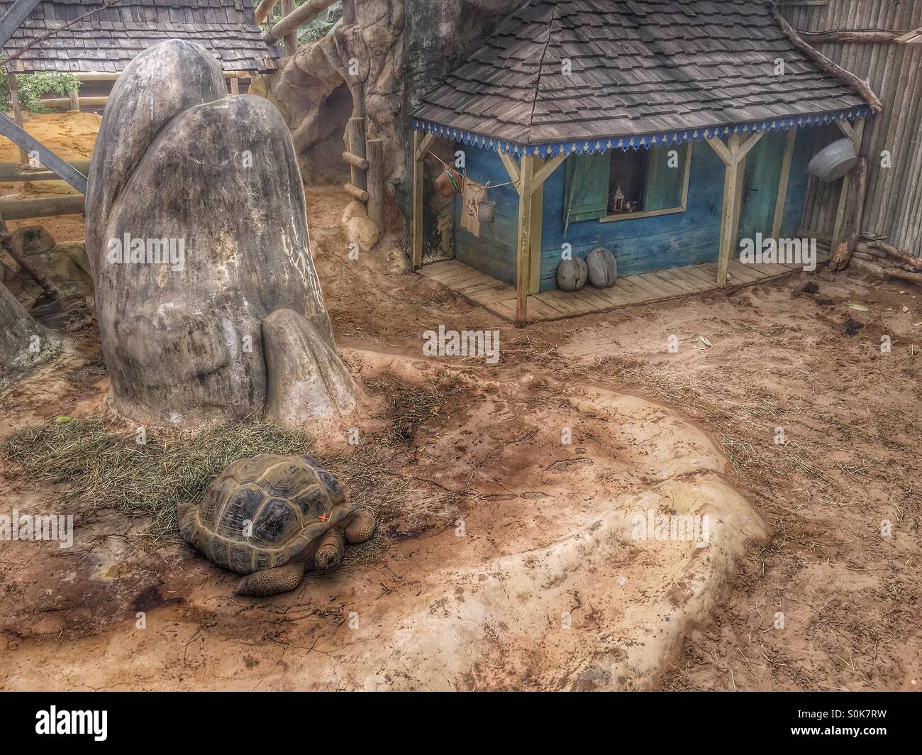 Giant turtles tortoise galapagos Stock Photo - Alamy