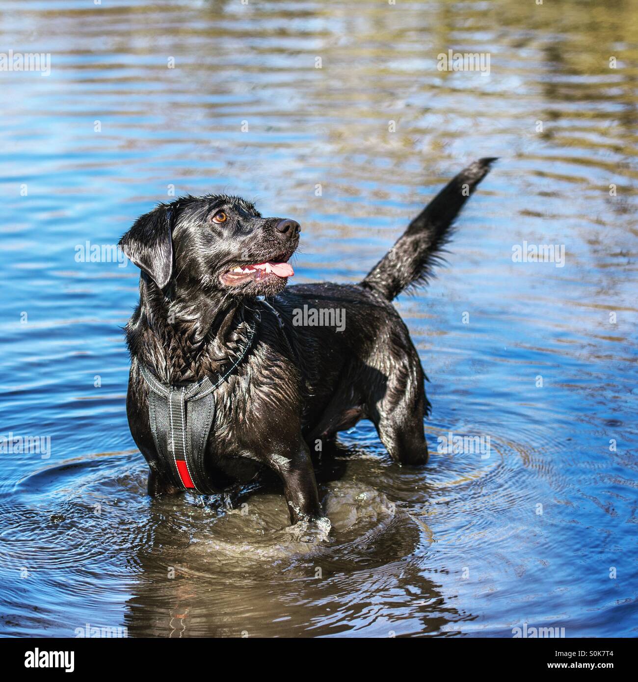 Black Labrador dog standing in shallow water Stock Photo - Alamy