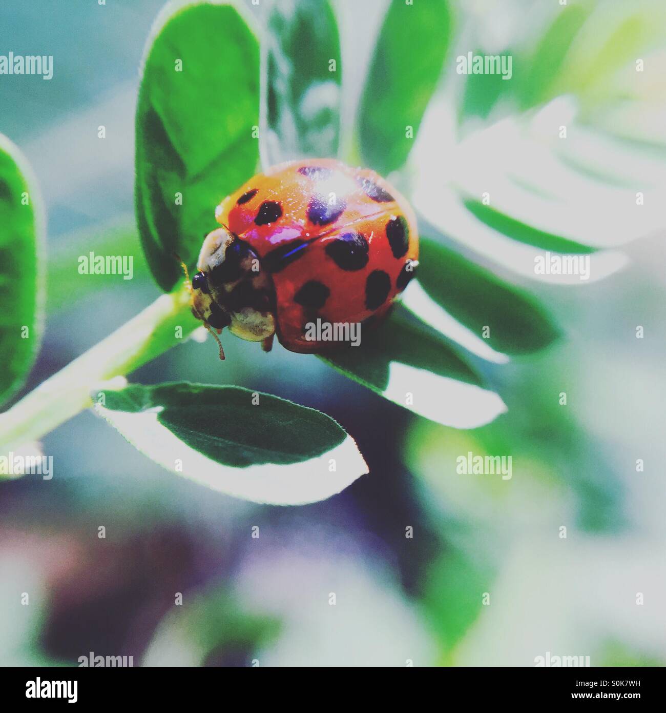 Ladybug pretty High Resolution Stock Photography and Images - Alamy