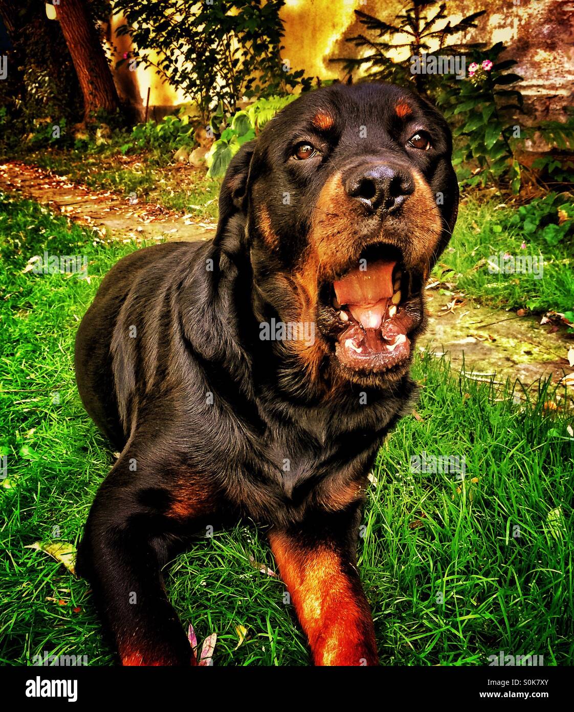 Talking dog hi-res stock photography and images - Alamy