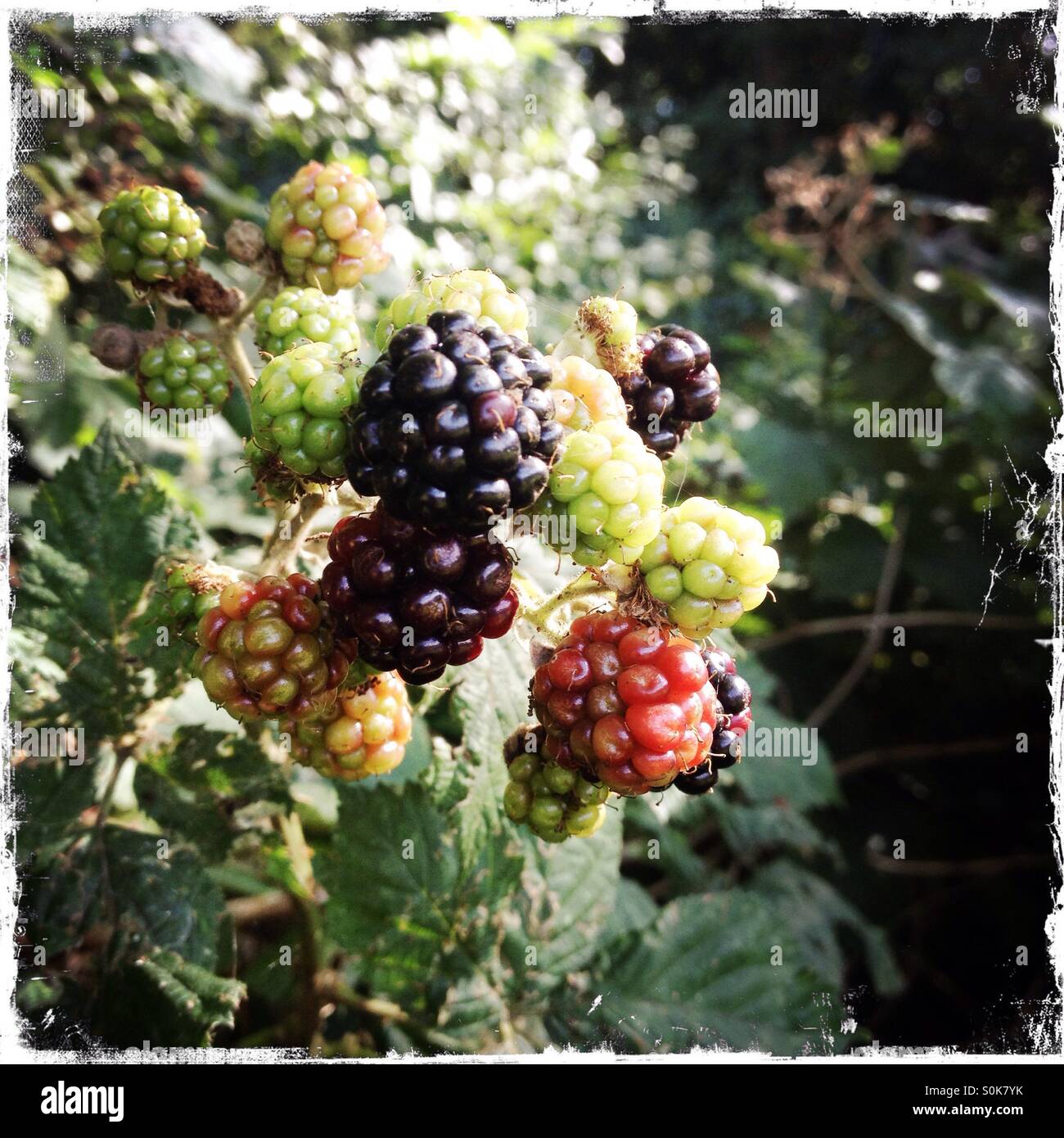 Growing with brambles hi-res stock photography and images - Alamy