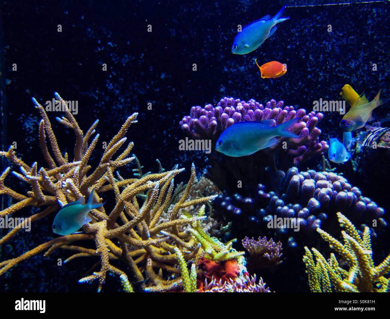 Coral Reef and tropical fish Stock Photo - Alamy