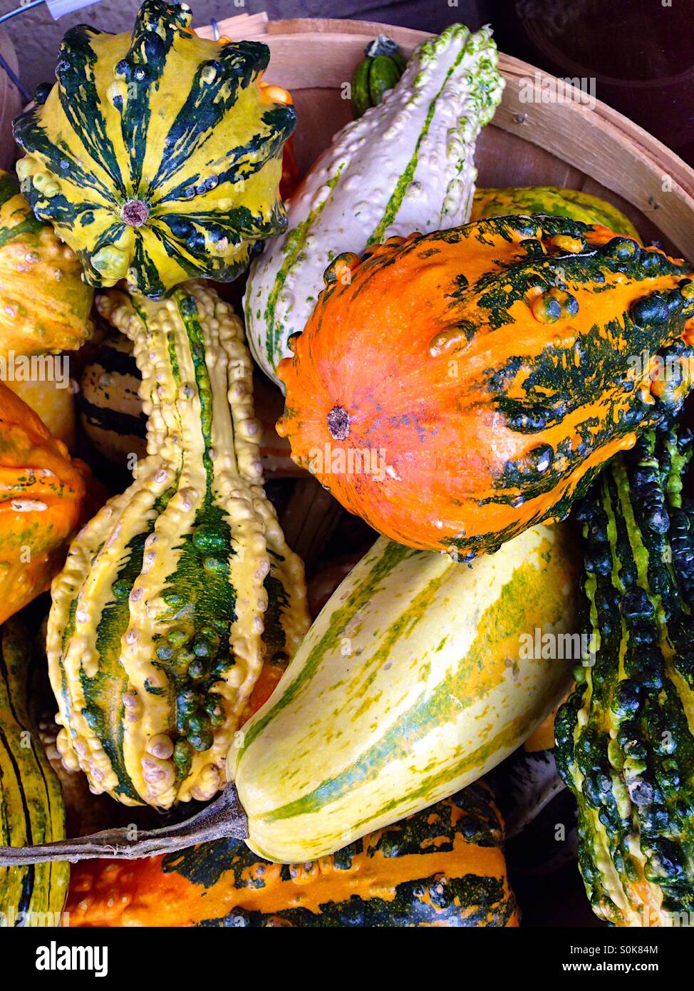 Colorful fall gourds Stock Photo - Alamy