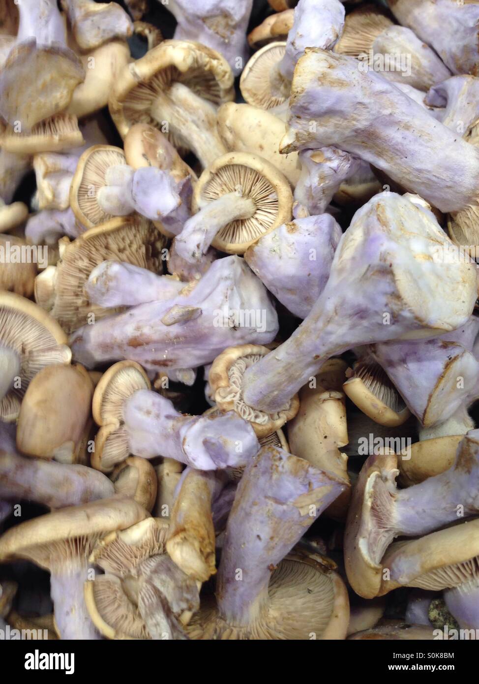 Blue foot hi-res stock photography and images - Alamy