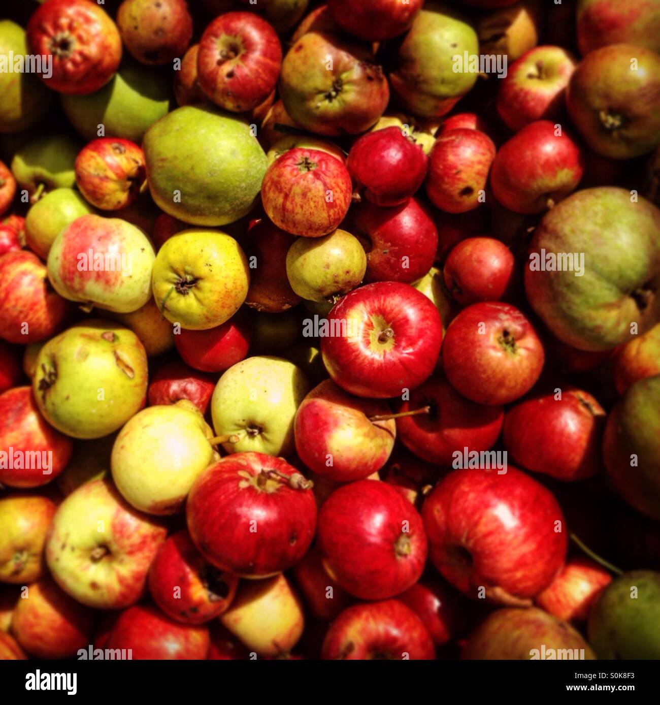 Autumn Apple harvest assorted colours of red, yellow and green Stock ...