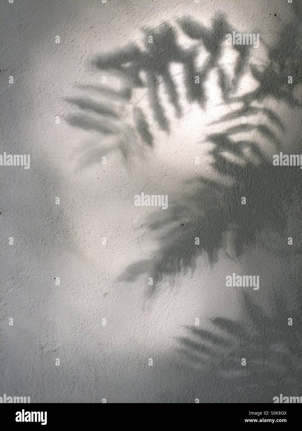 Shadow of wisteria leaves Stock Photo - Alamy