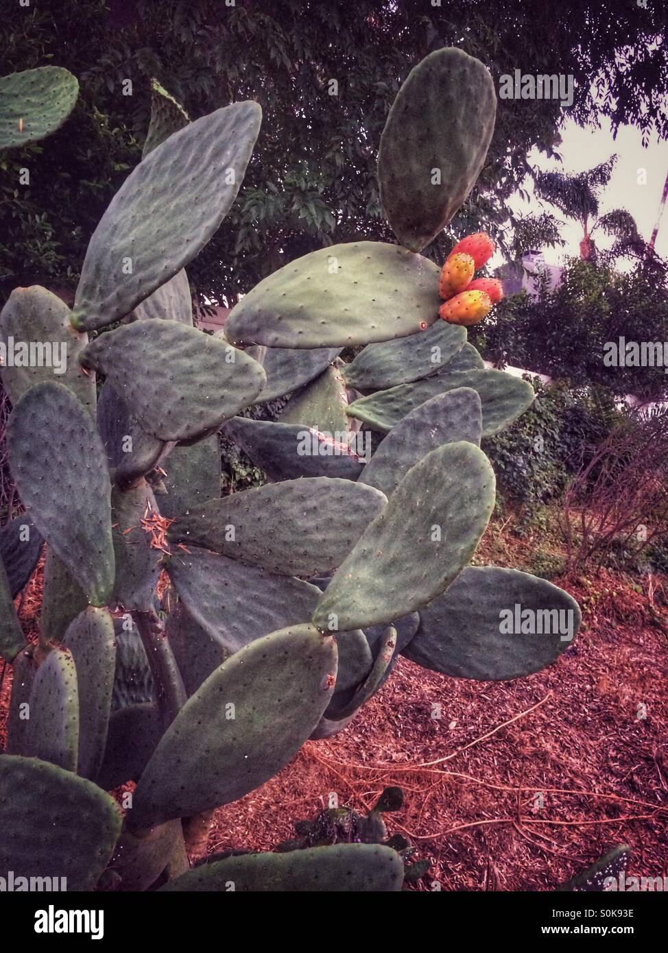A cactus in bloom Stock Photo - Alamy