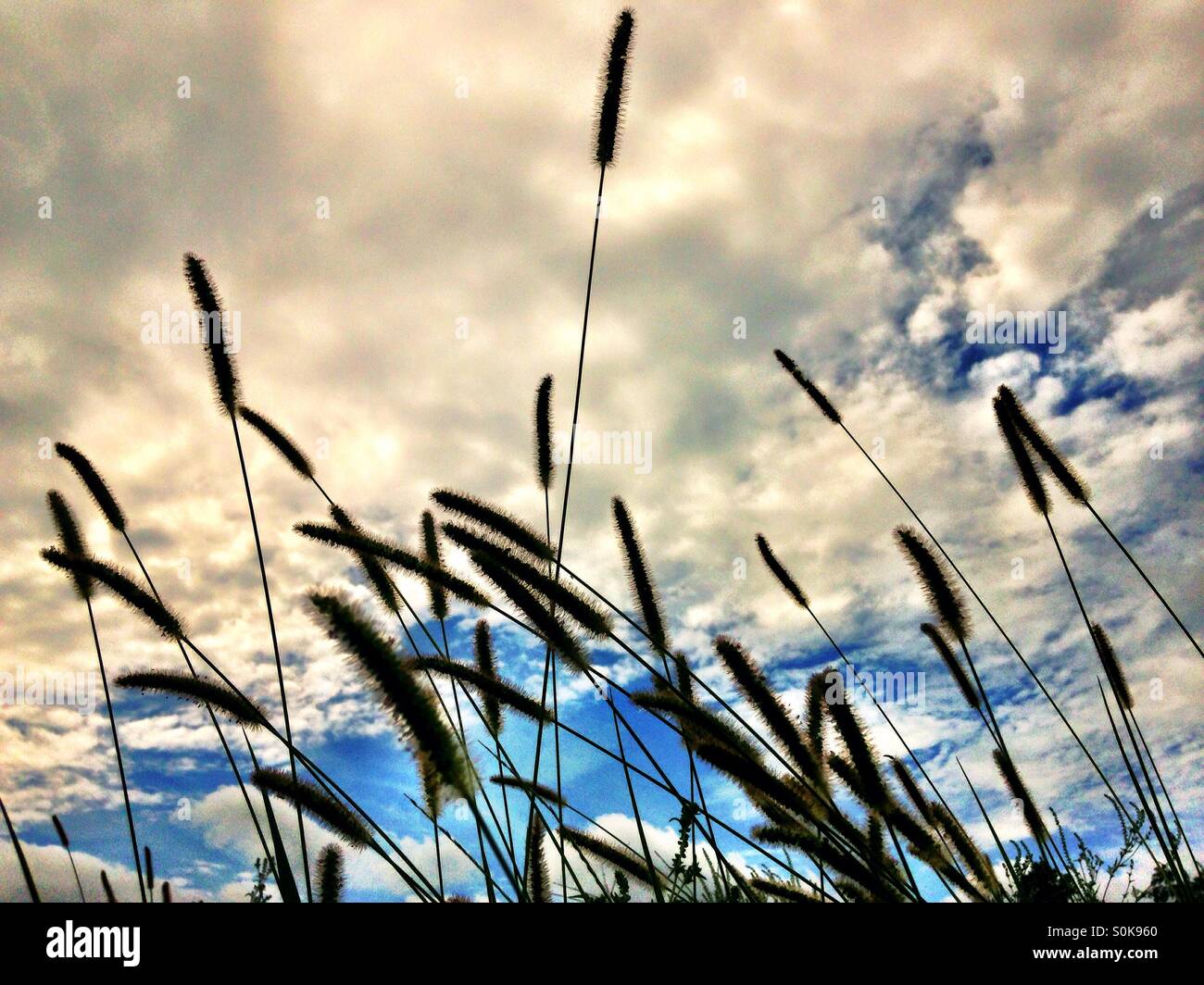 Foxtails hi-res stock photography and images - Alamy