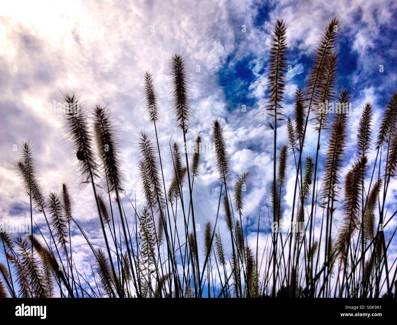 Foxtails hi-res stock photography and images - Alamy