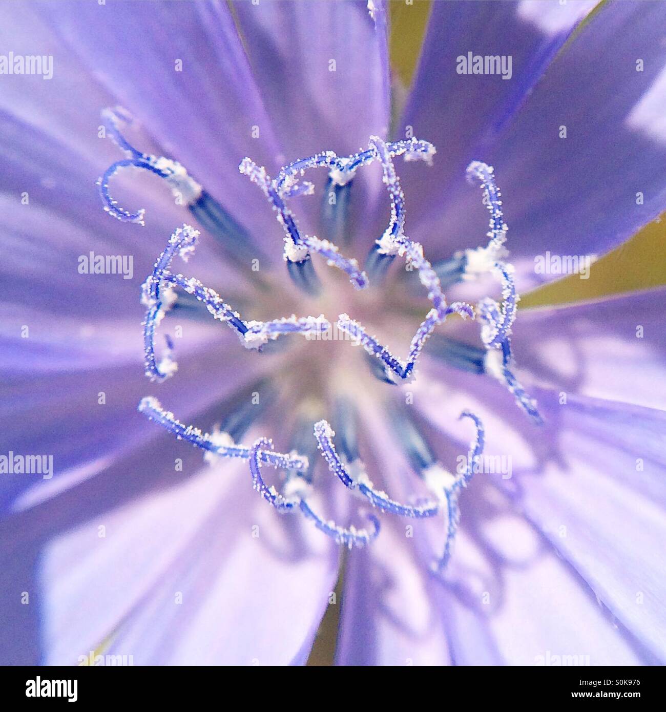 Macro Purple Flower Photography