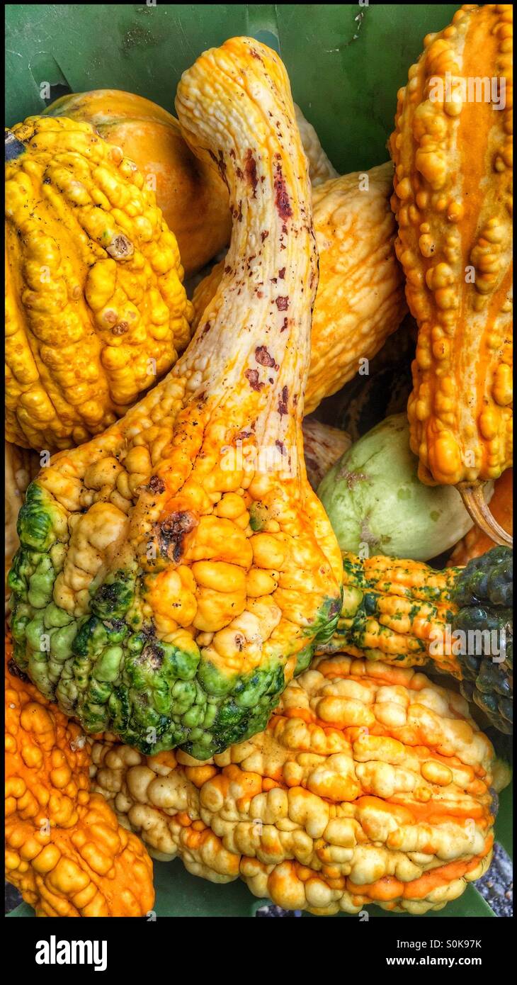 Yellow Green Gourd Stock Photos & Yellow Green Gourd Stock Images - Alamy