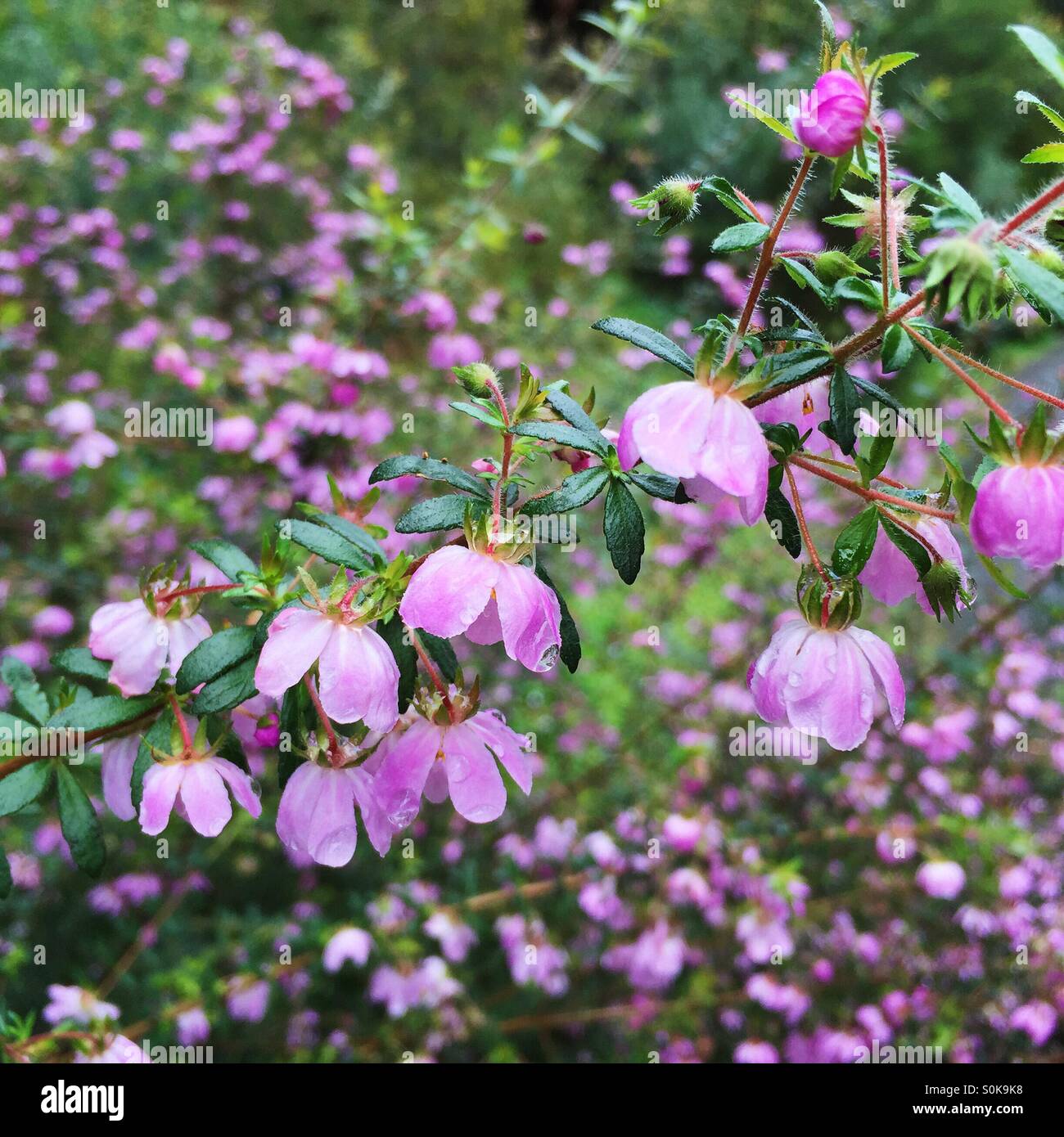 Pink bells hi-res stock photography and images - Alamy
