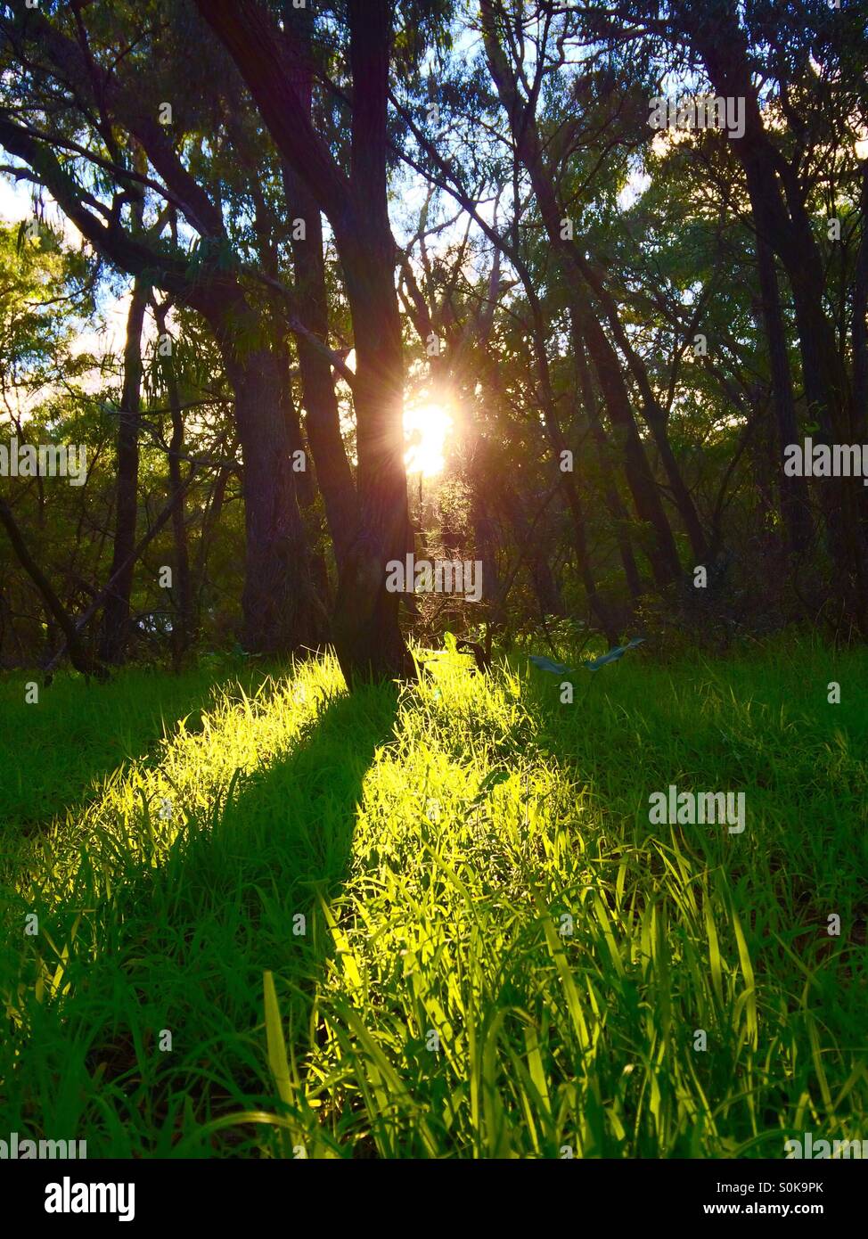 Sunrise coming through trees Stock Photo - Alamy