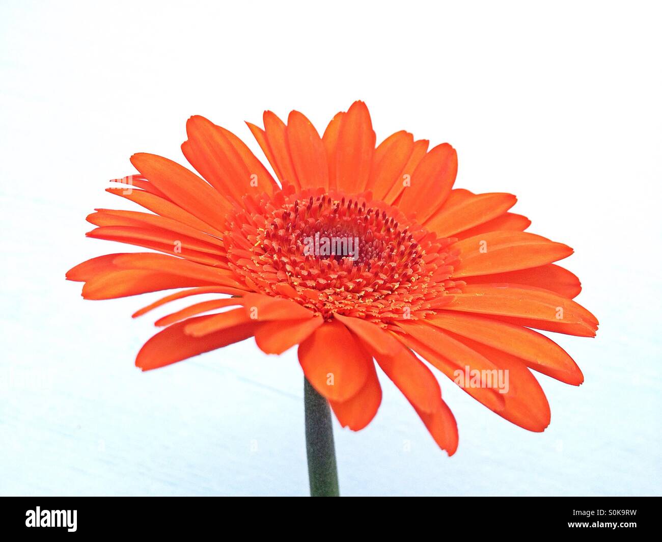 Individual stem of flowers hi-res stock photography and images - Alamy