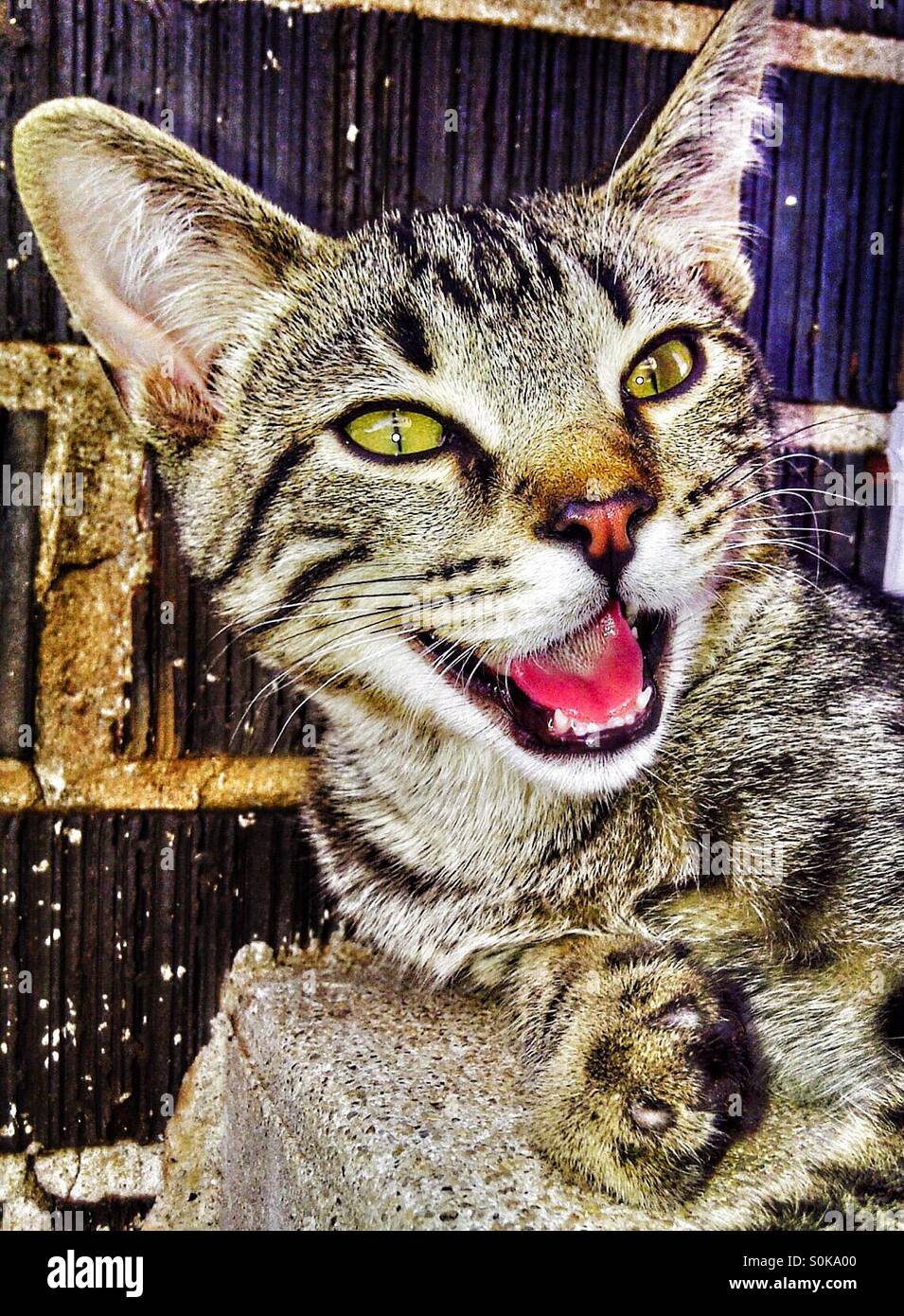 Kitty smiles hi-res stock photography and images - Alamy