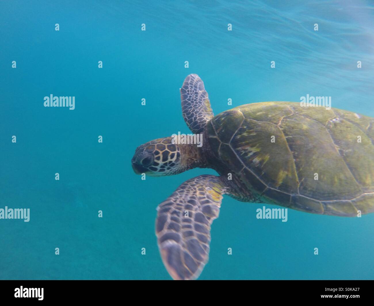 Hawaii sea turtle hi-res stock photography and images - Alamy