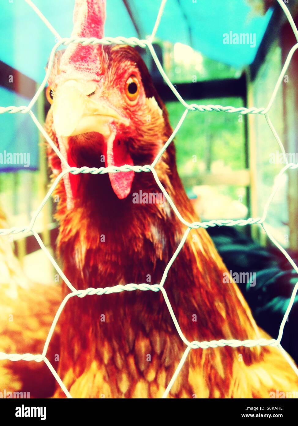 Chicken chicken coop hi-res stock photography and images - Alamy
