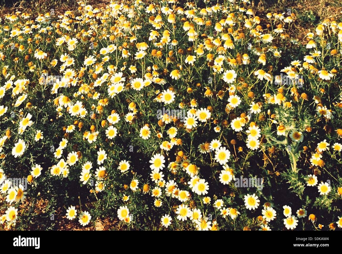 Crop of Daisy flowers Stock Photo - Alamy