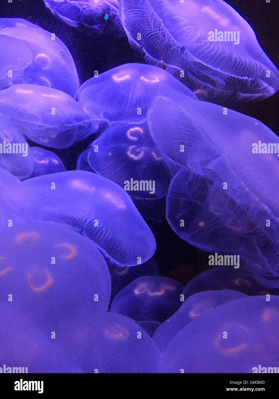 Purple jellyfish hi-res stock photography and images - Alamy