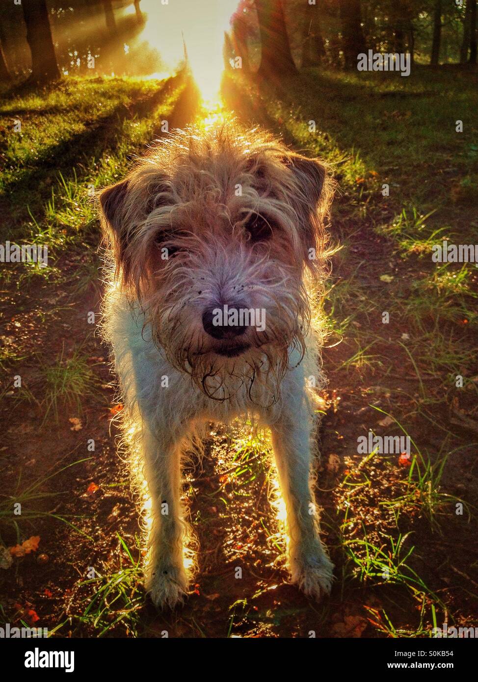 Dog and sun shine hi-res stock photography and images - Alamy