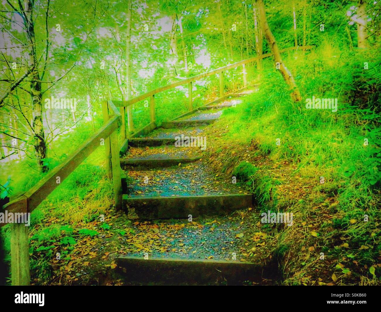 misty path through the forest Stock Photo - Alamy