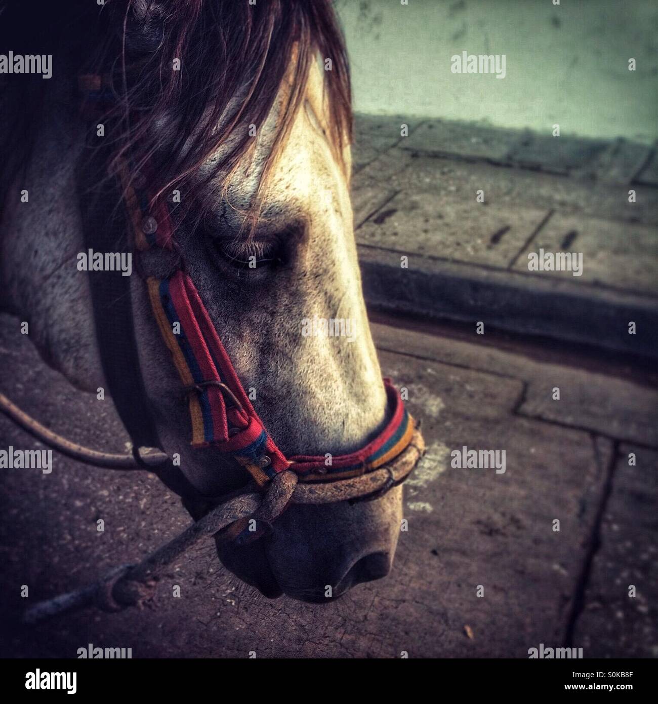 Crying horse hi-res stock photography and images - Alamy