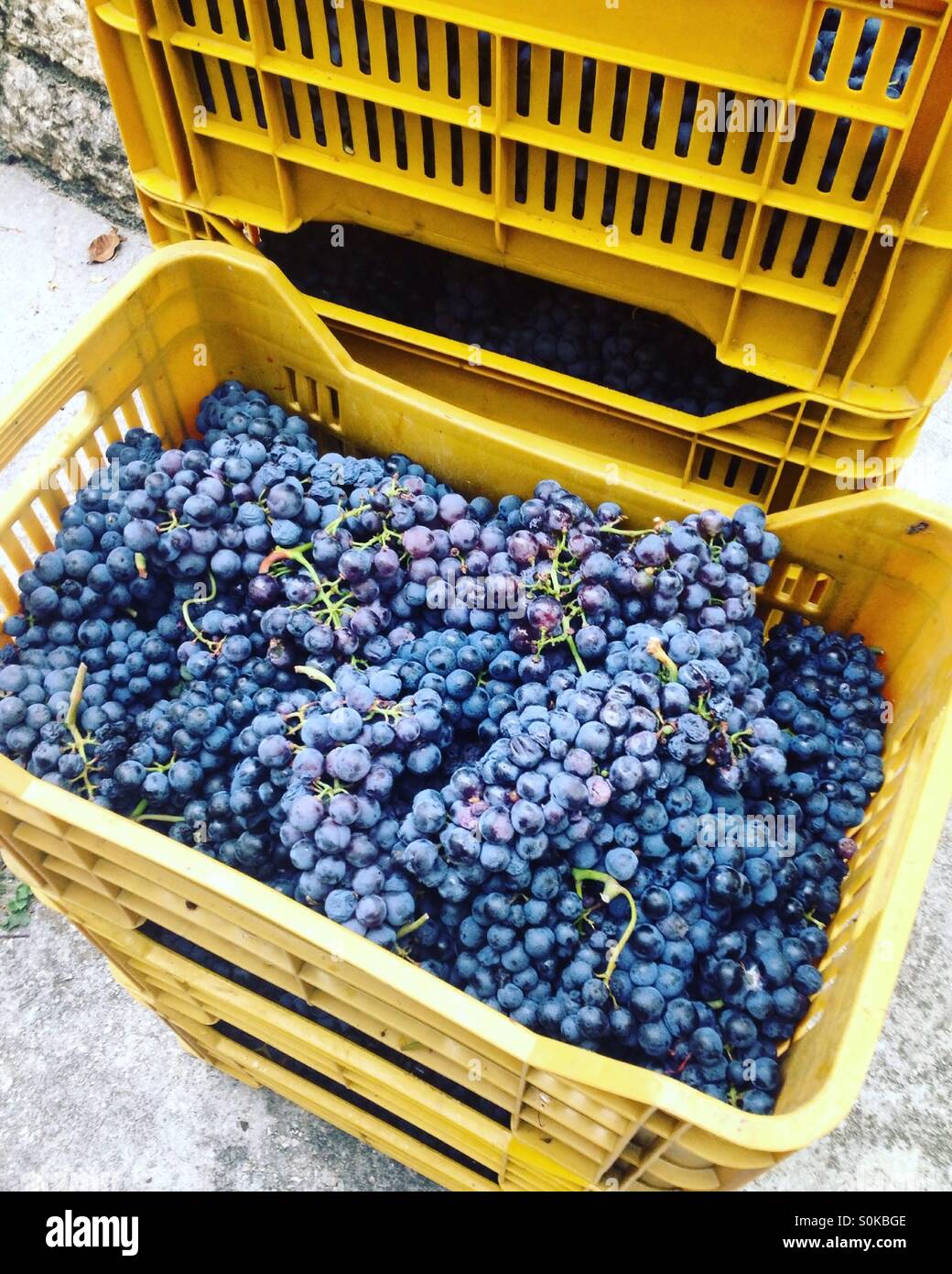 Container with grape hi-res stock photography and images - Alamy