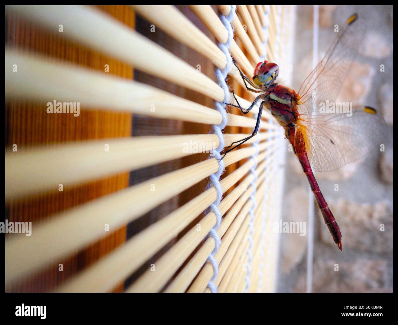Blind insect hi-res stock photography and images - Alamy
