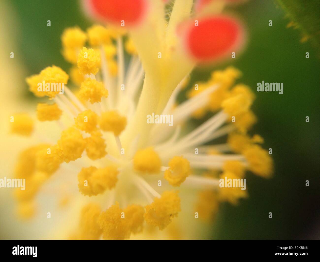 Gumamela hi-res stock photography and images - Alamy