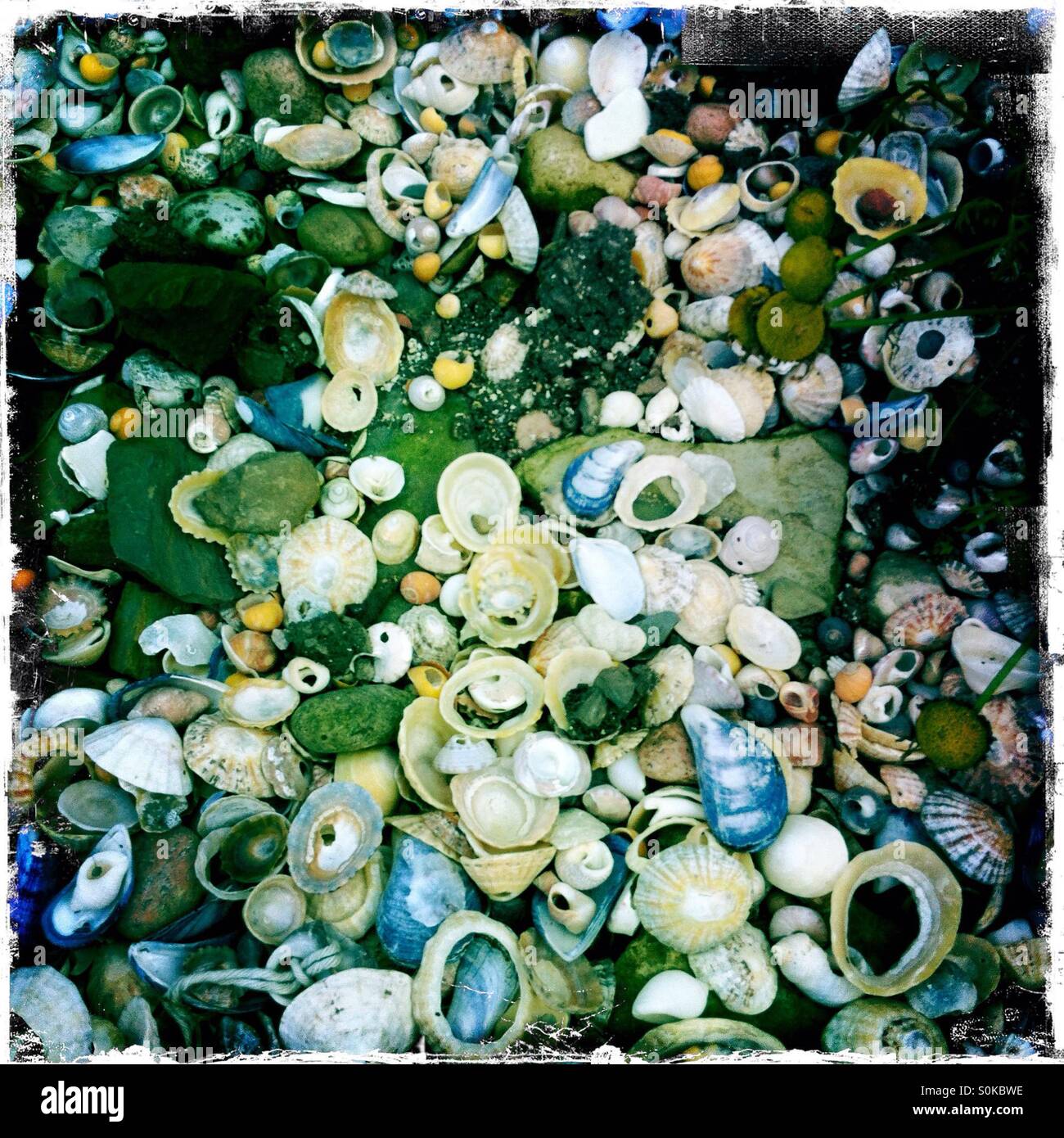 Colourful shells hi-res stock photography and images - Alamy