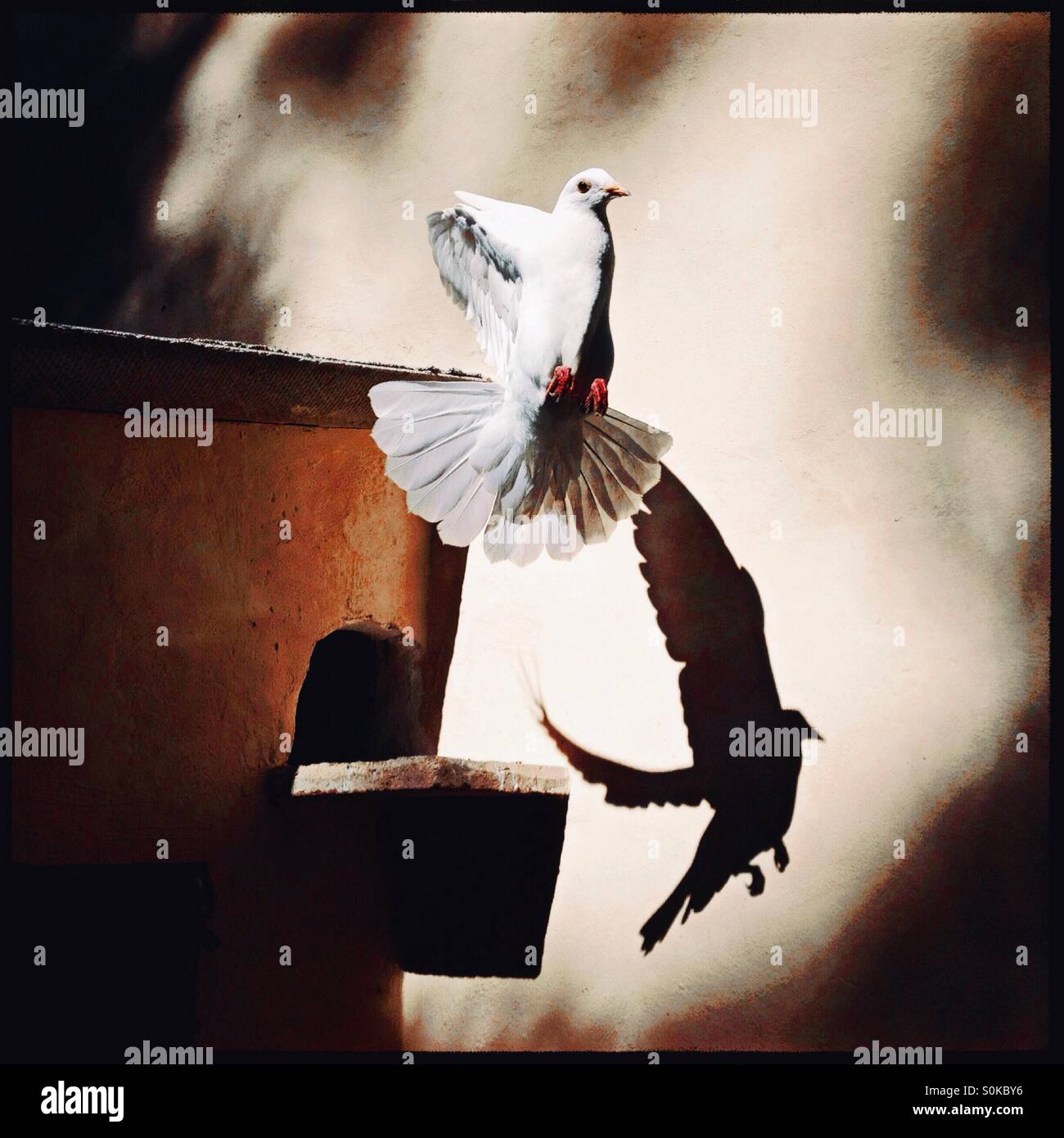 Peace Dove Fly High Resolution Stock Photography and Images - Alamy