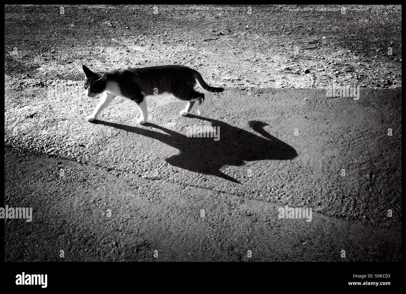 Cat with shadow, walking, backlit. Spain Stock Photo - Alamy