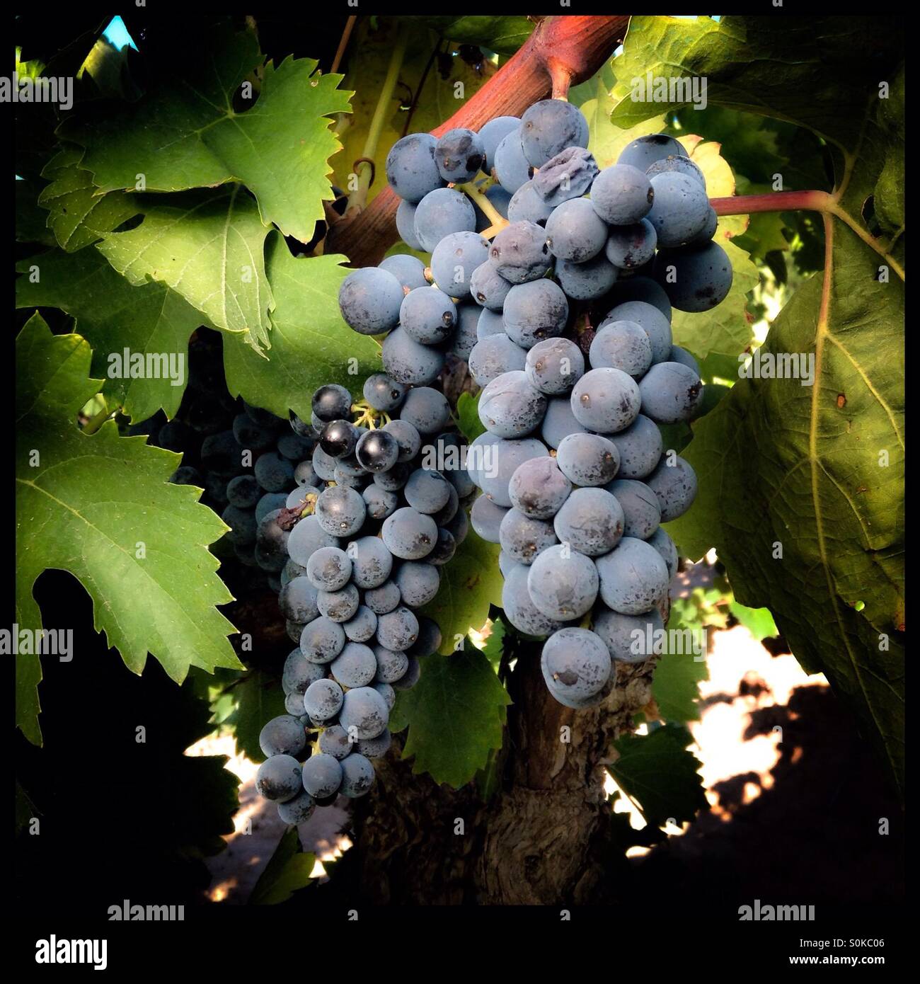 Carignan grape hi-res stock photography and images - Alamy