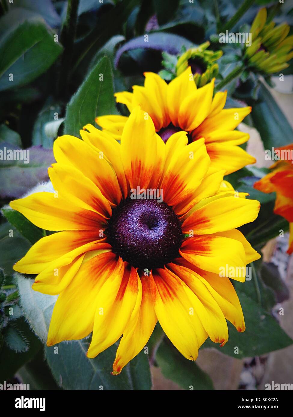 Large yellow flower Stock Photo - Alamy