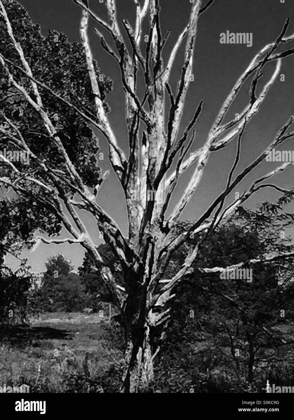 Lifeless corpse hi-res stock photography and images - Alamy