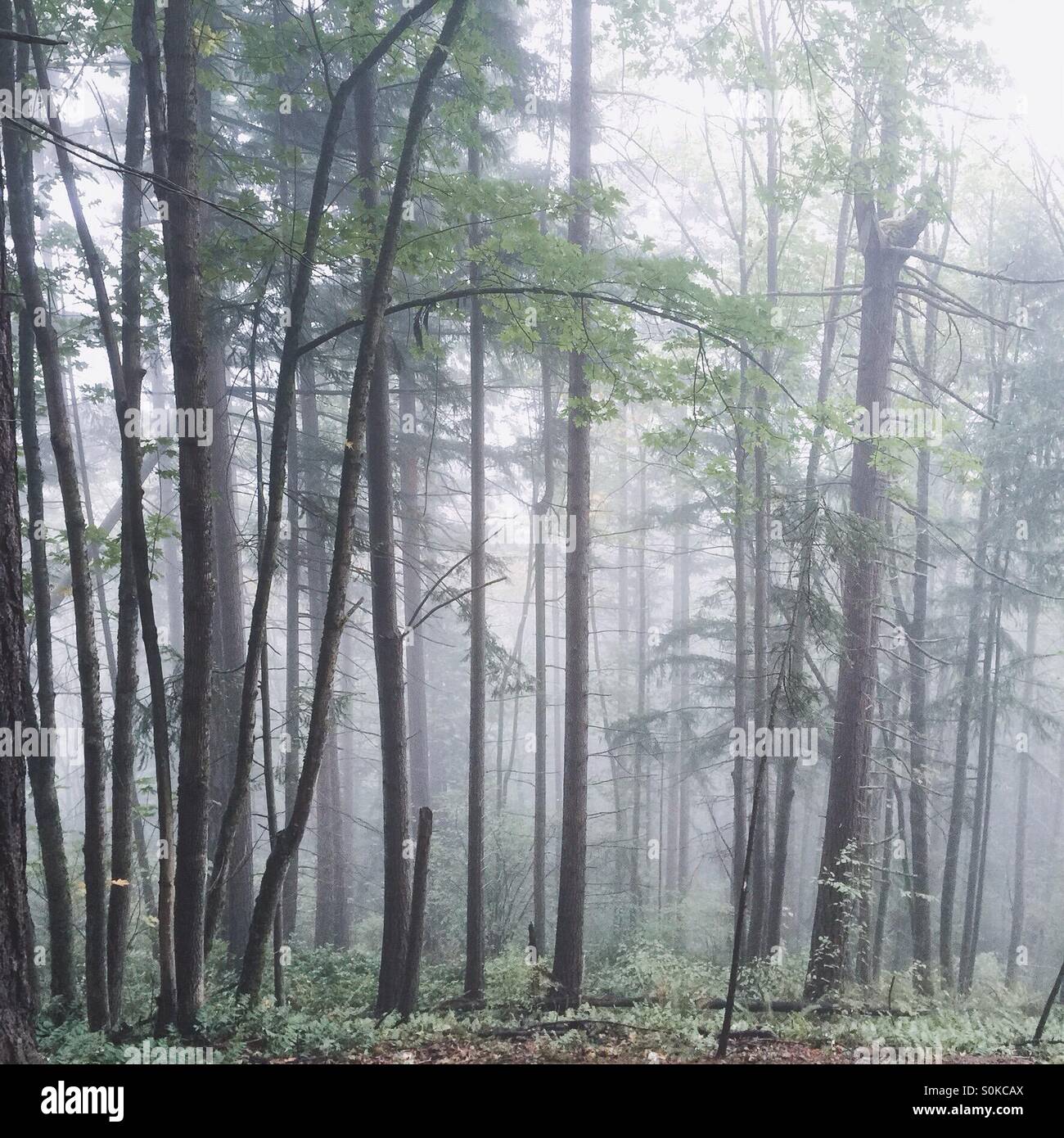 Northwest forest hi-res stock photography and images - Alamy