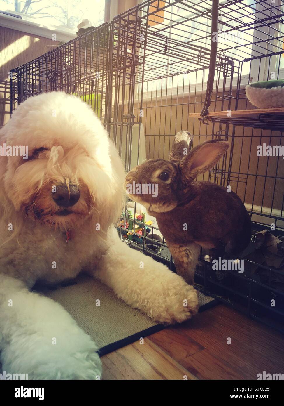 Bunny and dog hi-res stock photography and images - Alamy