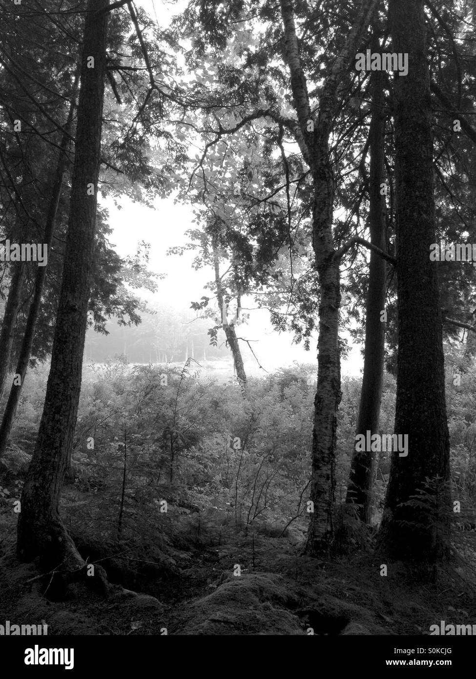 Black and white landscape with tall trees Stock Photo - Alamy