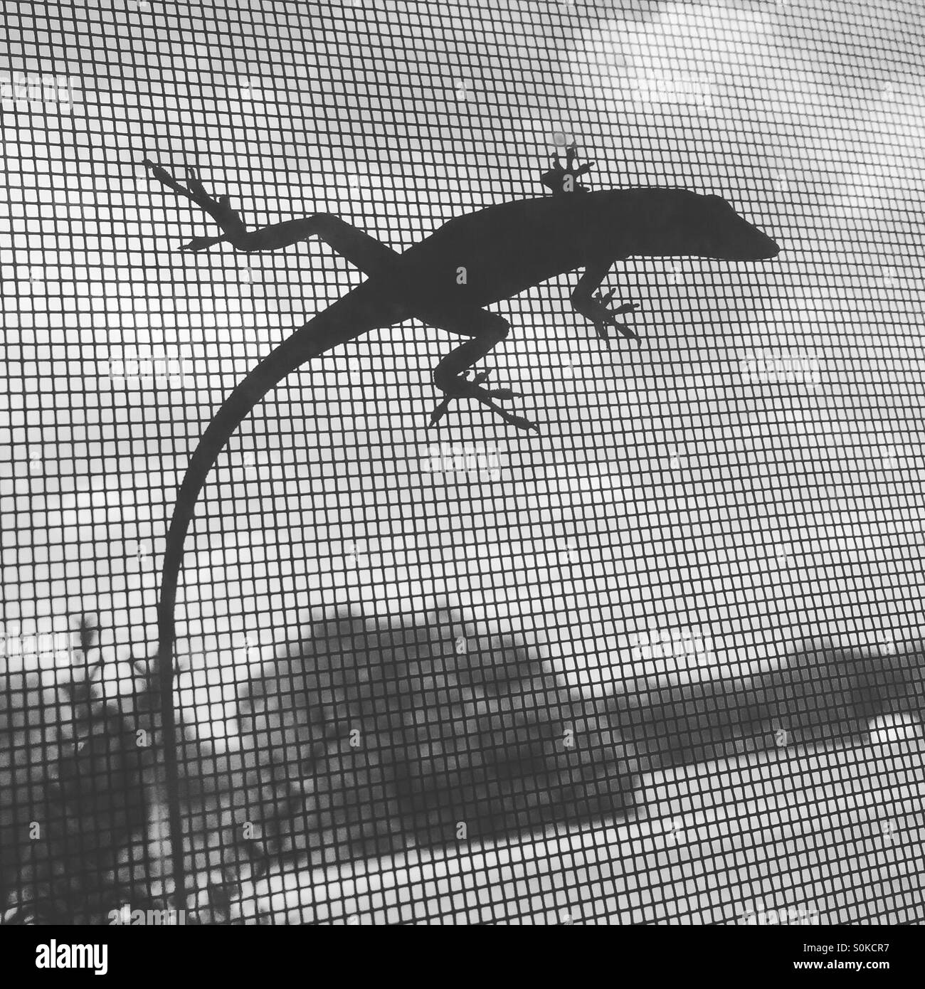 Lizard chill day Stock Photo - Alamy